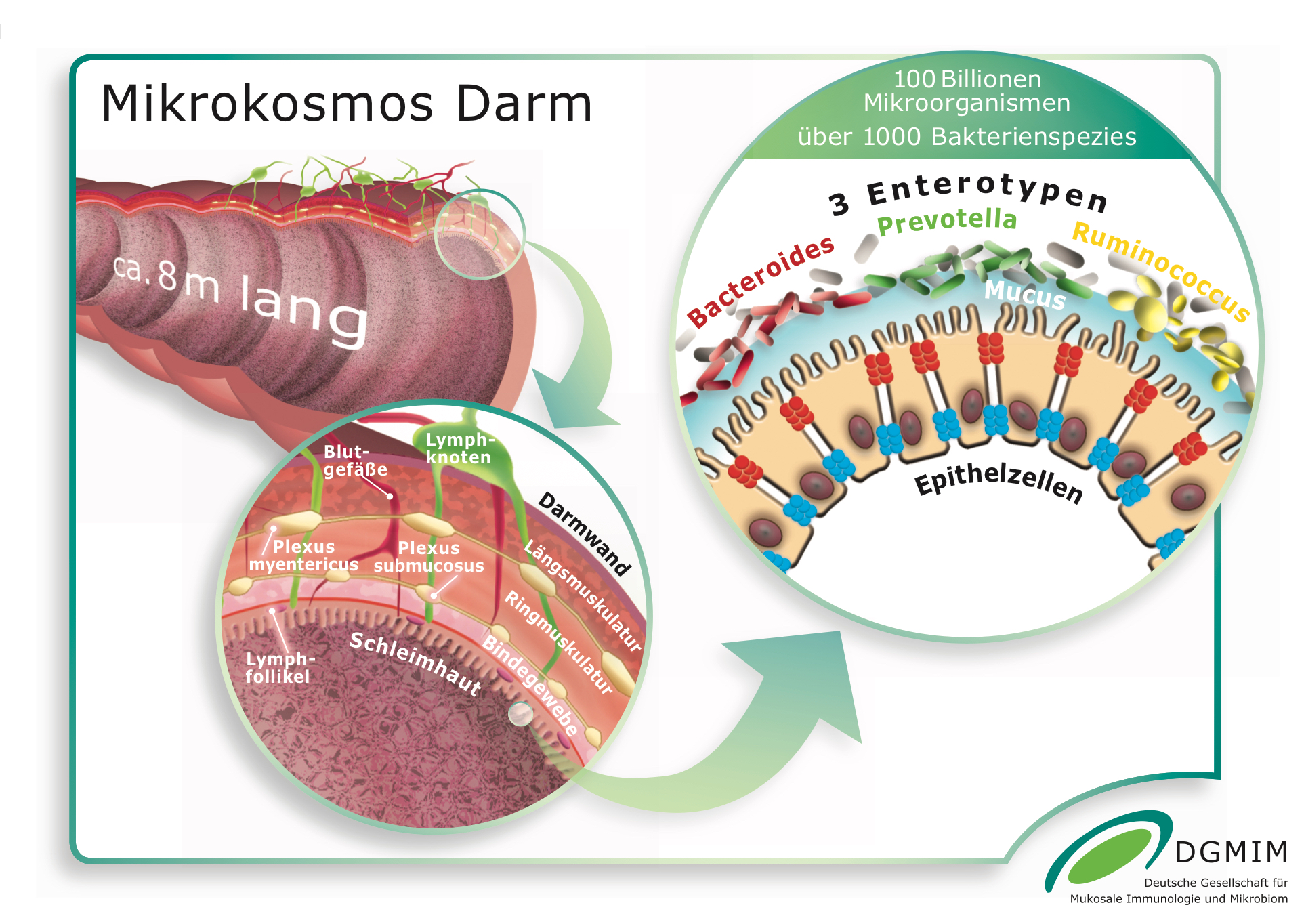 Reizdarm oder Darmgesundheit - therapiepraxis.floericke.de